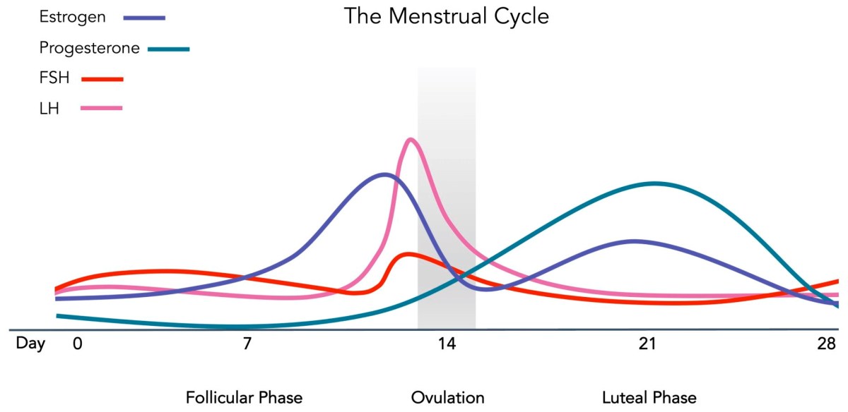 The ups and downs of the menstrual cycle and type 1 diabetes - Support