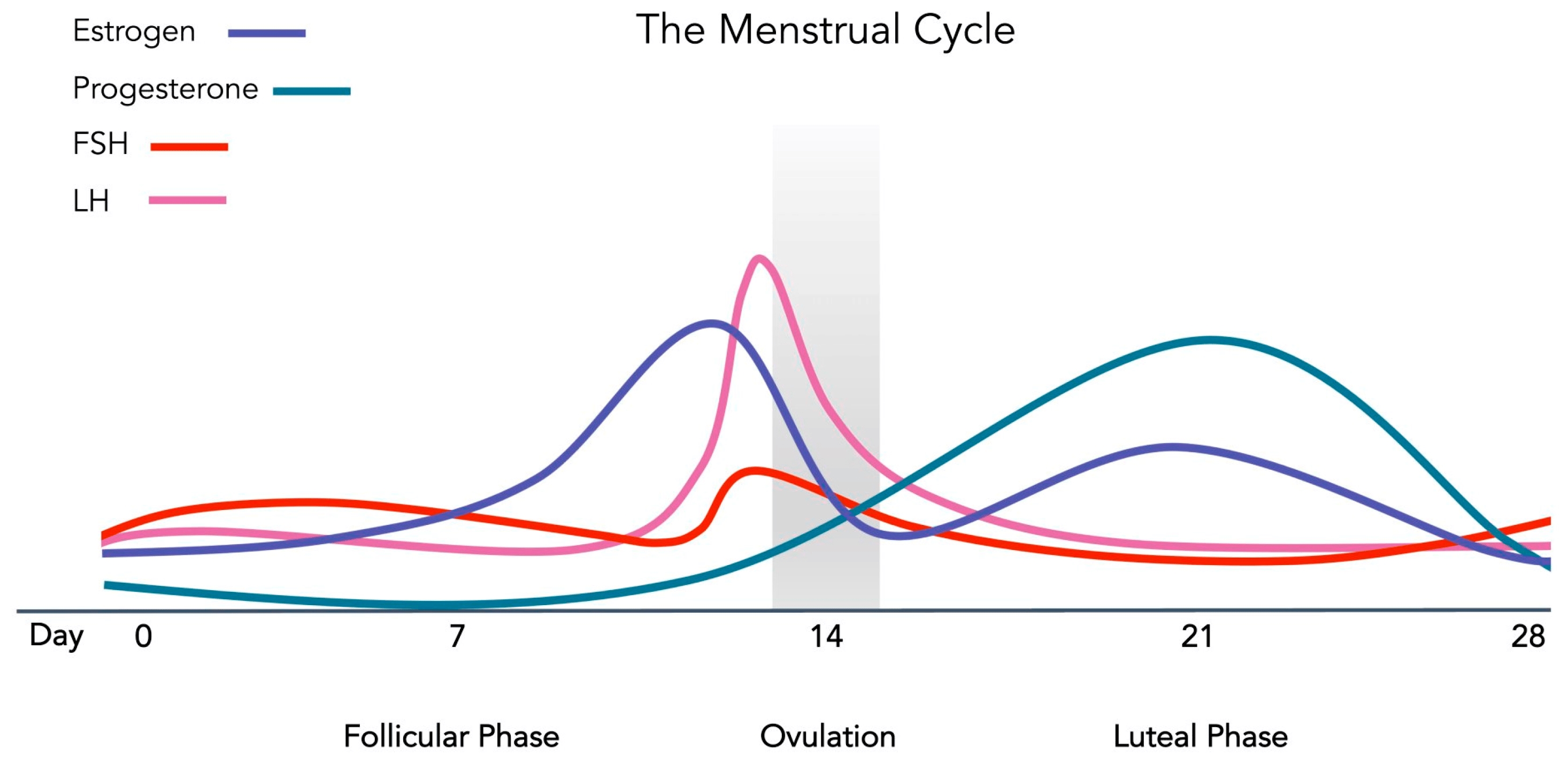 The ups and downs of the menstrual cycle and type 1 diabetes – BETTER